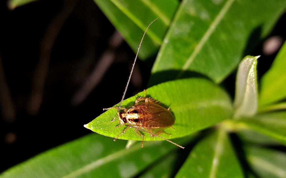 American Cockroach In Hawaii A Common Problem We All Deal With